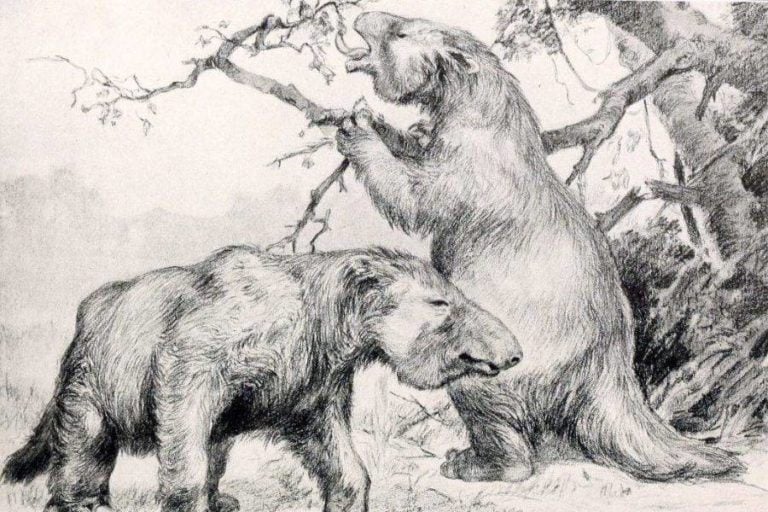Megatherium: The Giant Sloth Said To Still Roam The Amazon