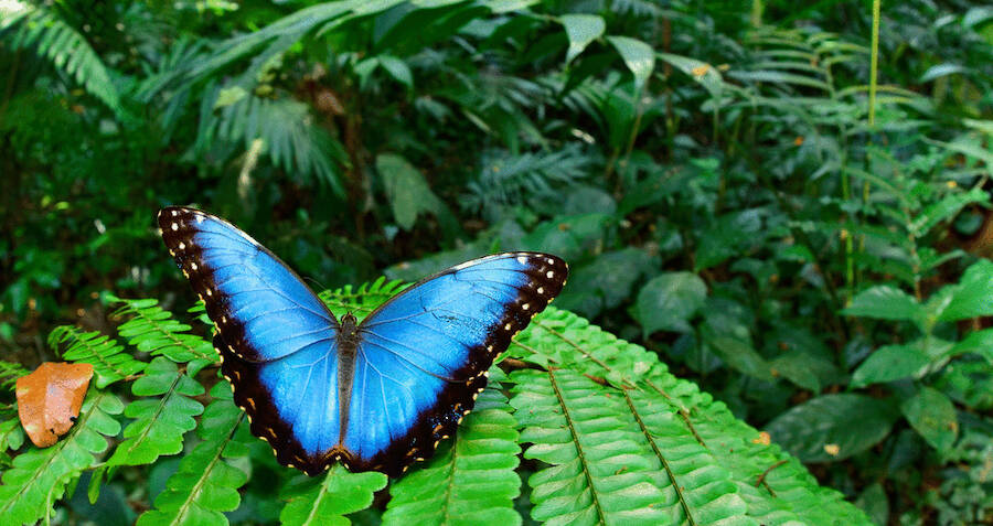 'Extinct' Species Rediscovered In Honduras' 'Lost City Of The Monkey God'