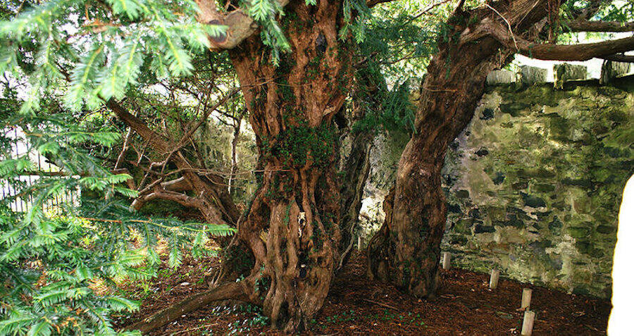 The Fortingall Yew Is The Oldest Tree In Europe And Tourists Are Killing It