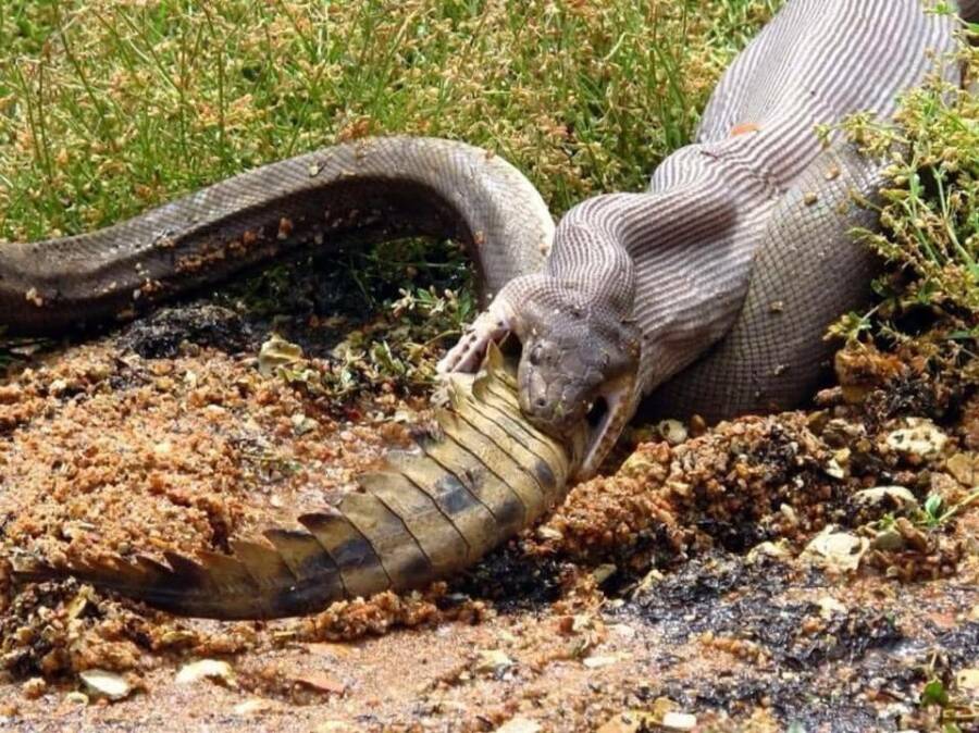 Huge Olive Python Swallows A Crocodile Whole In Australia