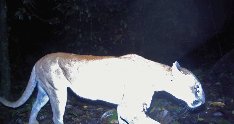 'Extinct' Species Rediscovered In Honduras' 'Lost City Of The Monkey God'