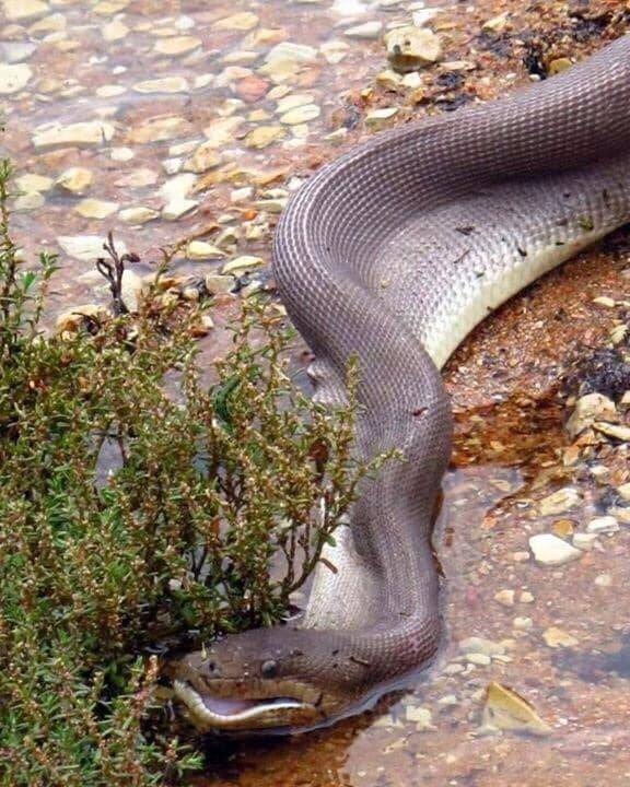 Huge Olive Python Swallows A Crocodile Whole In Australia