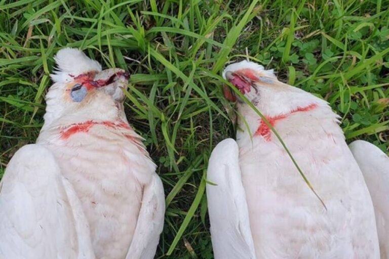 60 Australian Birds Mysteriously Drop Dead Bleeding From The Eyes