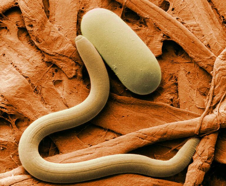Ancient Worms In Arctic Ice Revived After 40,000 Years Of Deep Freeze