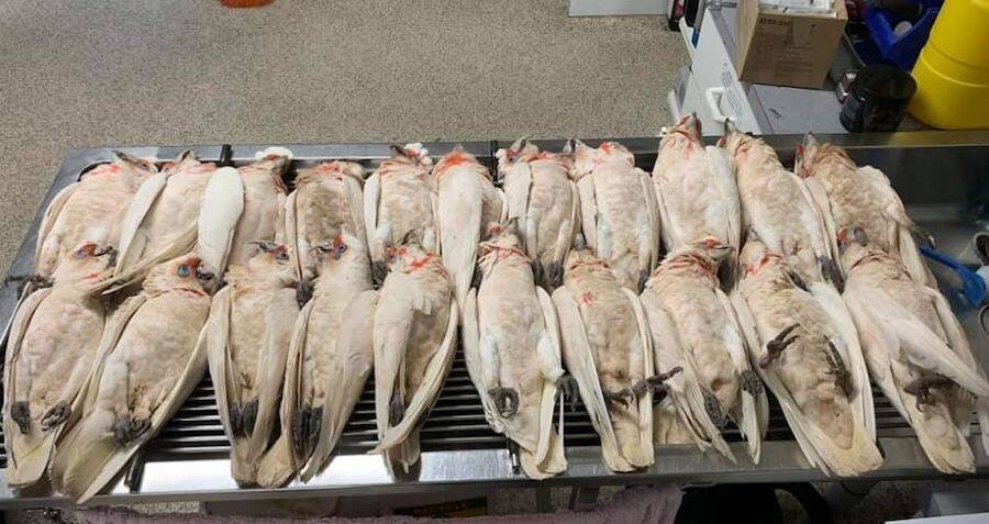 60 Australian Birds Mysteriously Drop Dead Bleeding From The Eyes