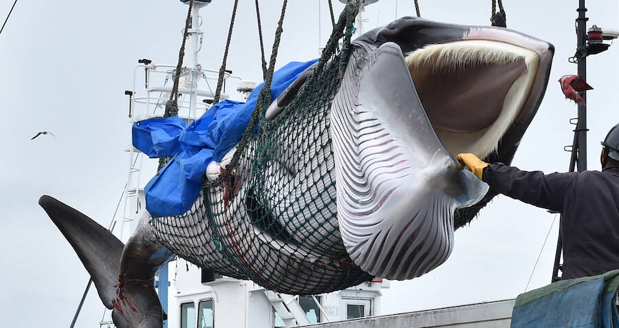 Japan Returns To Controversial Whaling Practice After 31-Year Ban