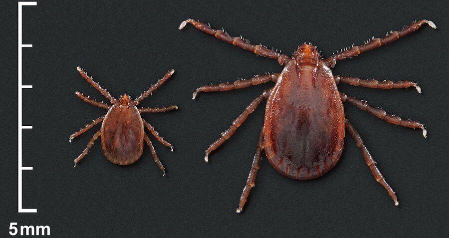 Asian Longhorned Ticks Just Drained A Fifth North Carolina Cow To Death
