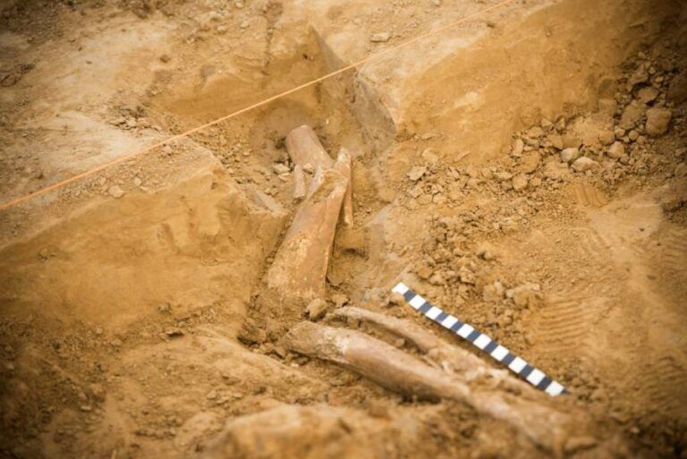 Amputated Limbs Uncovered At Field Hospital At The Battle of Waterloo