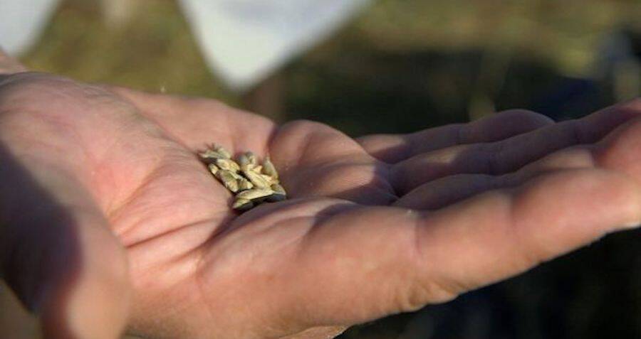 Chernobyl's First Consumer Product Is Homegrown Vodka