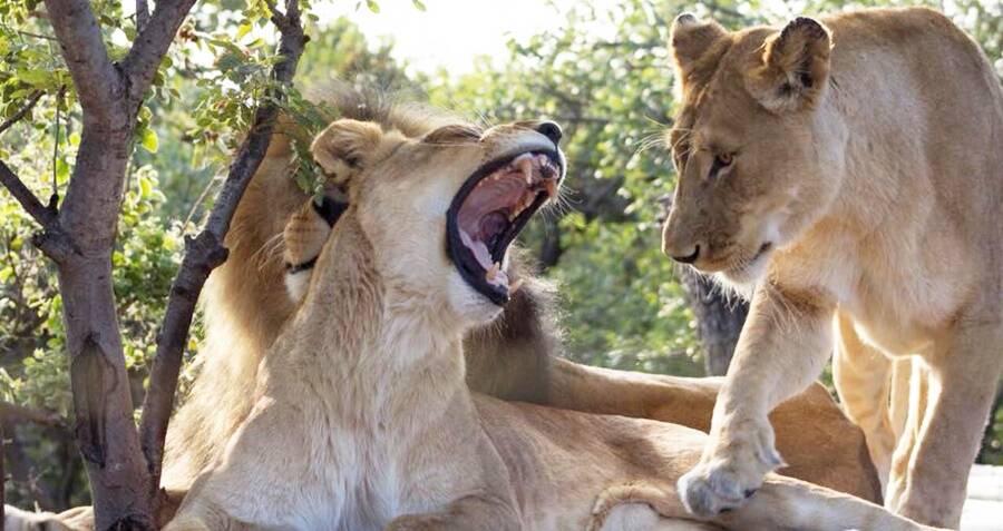 Game Reserve Owner Nicknamed 'Lion Man' Mauled To Death By Lions