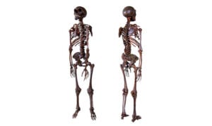 What Are Neanderthals? Meet Humanity's Relative Who Went Extinct 40,000 ...