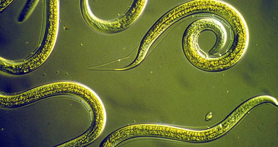 Soil, Nematodes, Fertilizers Oh My!