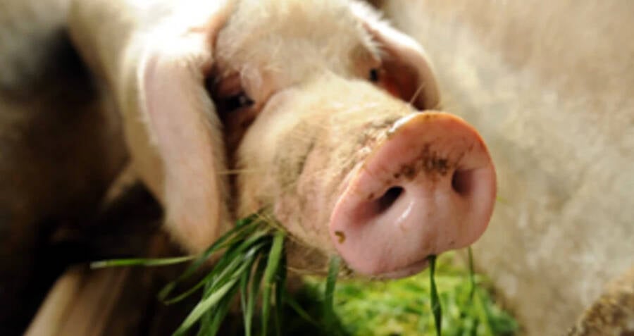 Illegal Pig Semen Syndicate Caught Smuggling Sperm Into Australia