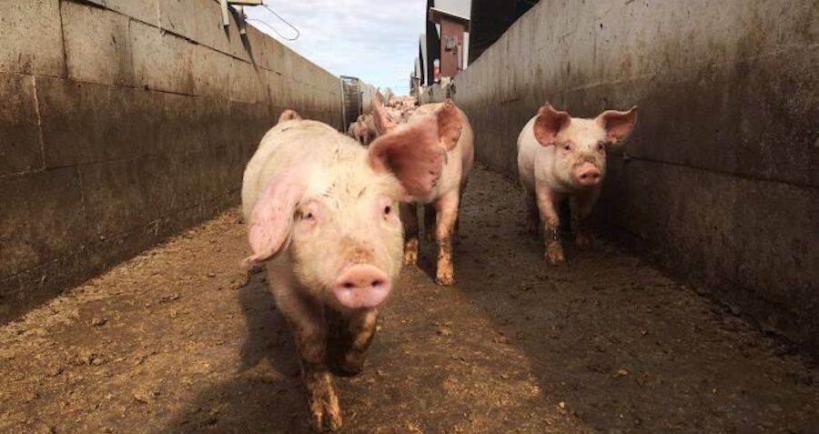 Illegal Pig Semen Syndicate Caught Smuggling Sperm Into Australia