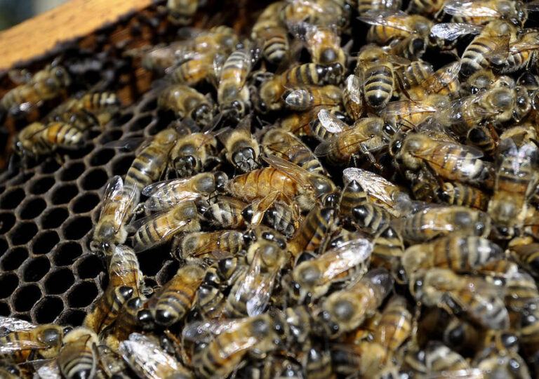 Half A Billion Bees Dead After Exposure To "Highly Toxic" Pesticides In ...