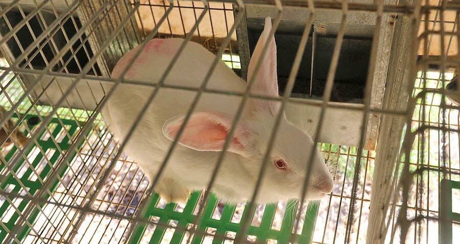 Farm Raid By Animal Activists Leaves 100 Rabbits Dead