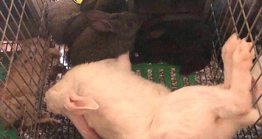 Farm Raid By Animal Activists Leaves 100 Rabbits Dead