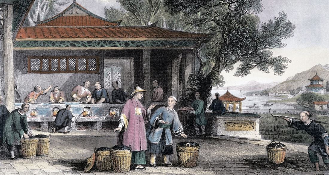 The British Botanist Who Destroyed 19th Century China's Economy By ...