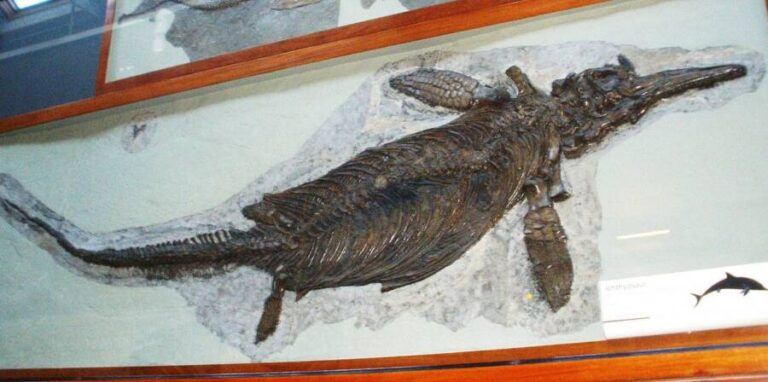 90-Million-Year-Old Ichthyosaurus Fossil Unearthed From Man's Backyard