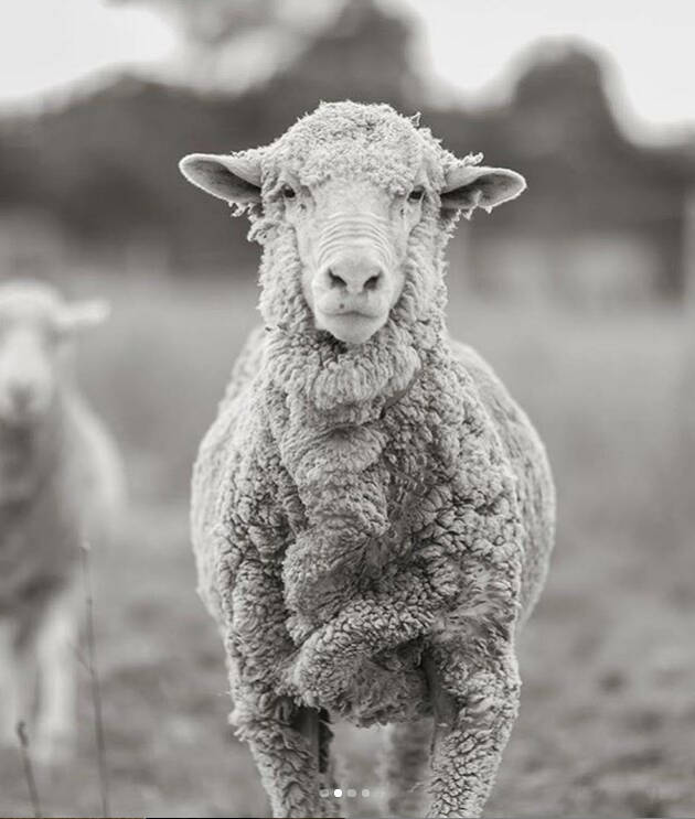 Chris The Sheep, Once The World's Wooliest, Has Died