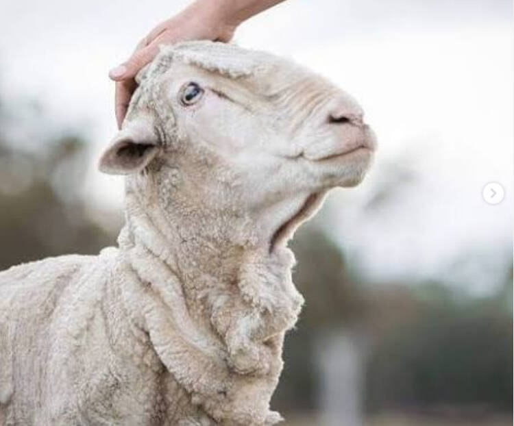Chris The Sheep, Once The World's Wooliest, Has Died
