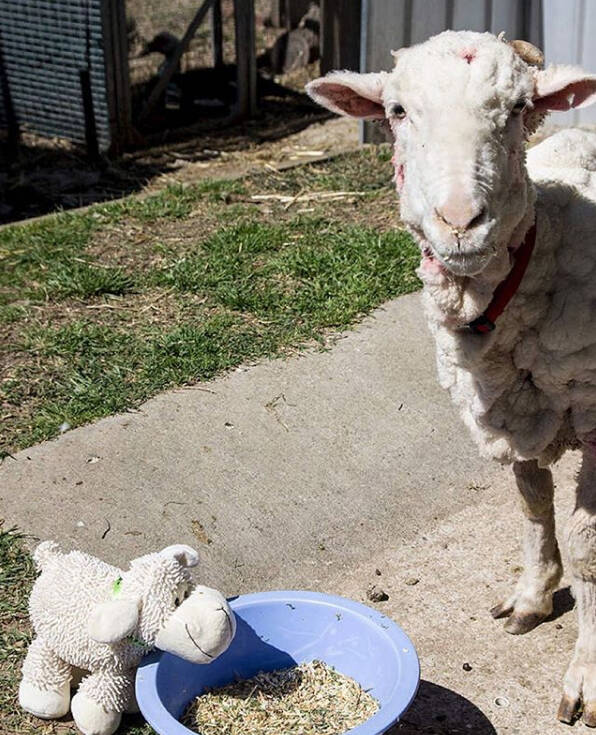 Chris The Sheep, Once The World's Wooliest, Has Died