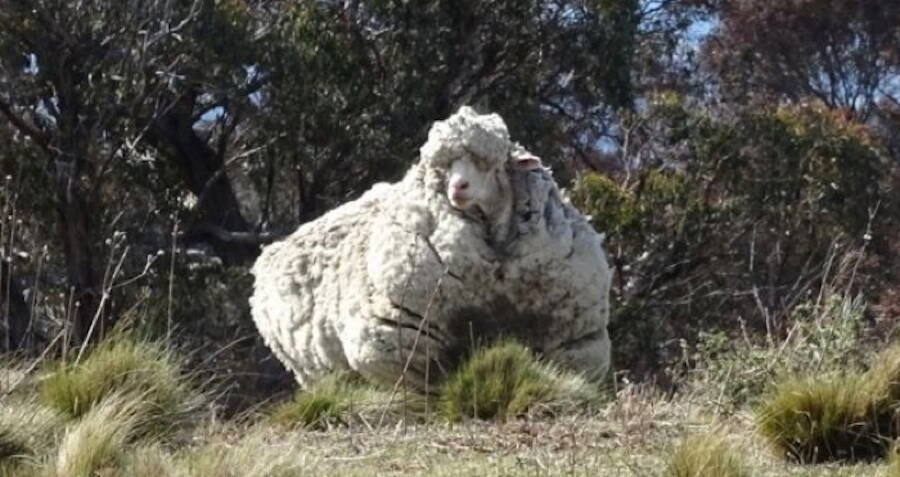 Chris The Sheep, Once The World's Wooliest, Has Died