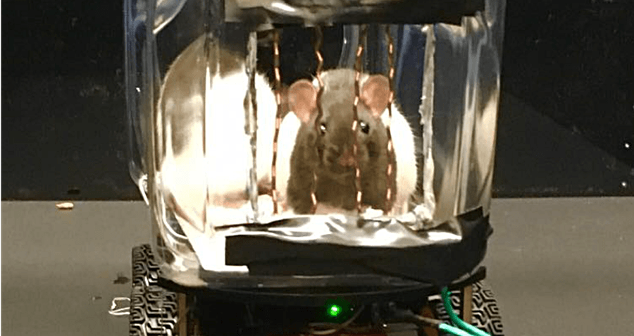 Scientists Trained These Rats To Drive Tiny Cars For Behavioral Research