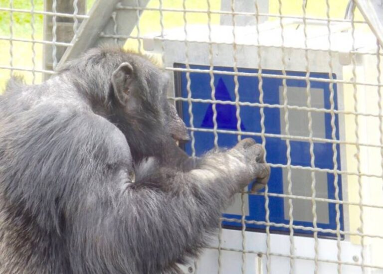 Monkeys Beat Out Humans In Problem-Solving Computer Game