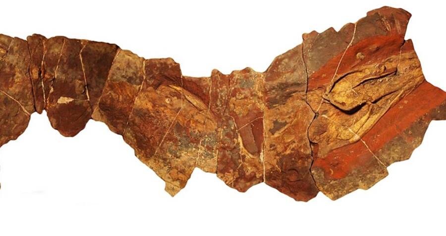 Scientists Discover Remains Of An Eel-Like Prehistoric Shark