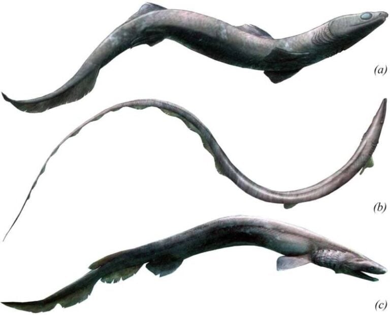 Scientists Discover Remains Of An Eel-Like Prehistoric Shark