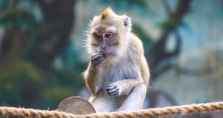 Monkeys Beat Out Humans In Problem-Solving Computer Game