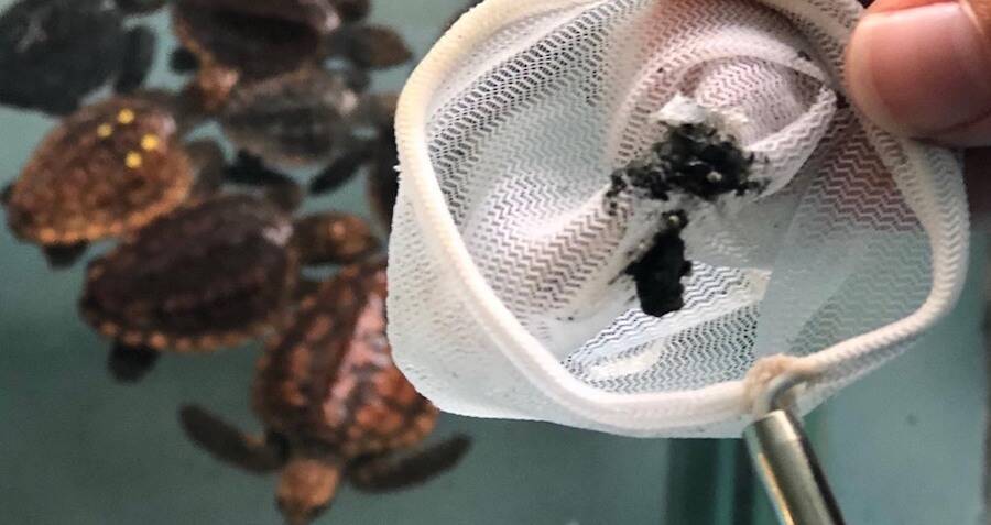 Baby Sea Turtle Found Dead With 104 Pieces Of Plastic In Its Body