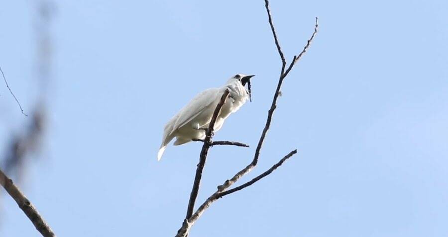 The Loudest Bird In The World Has A 'Deafening' Mating Call