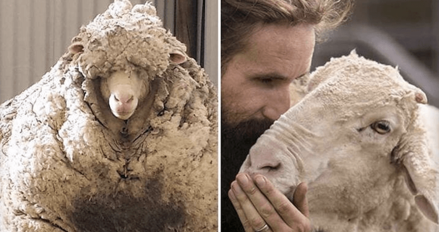 Chris The Sheep, Once The World's Wooliest, Has Died