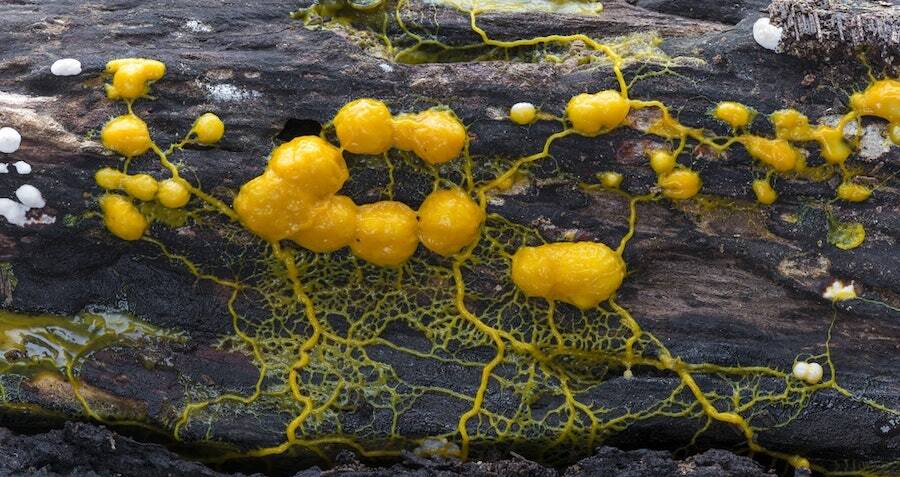 Mysterious 'Blob' With 720 Sexes And Ability To Learn Unveiled In Paris