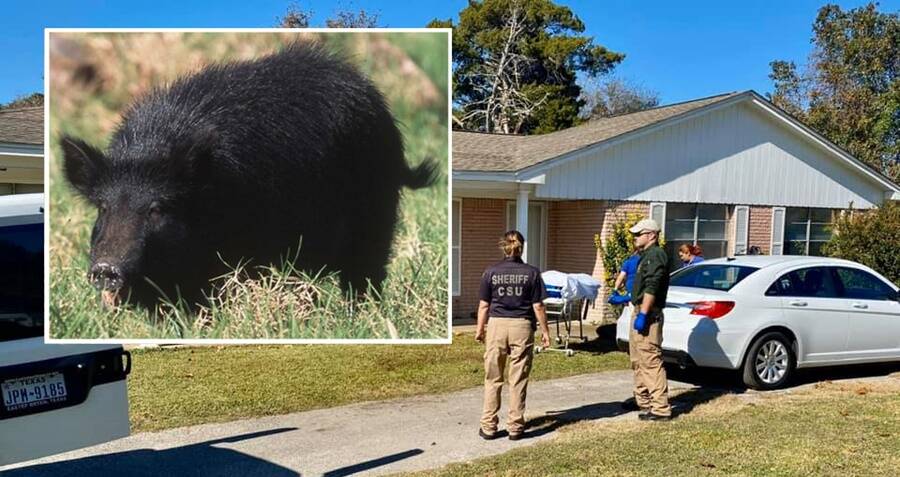 Texas Woman Killed By Feral Hogs In Front Yard
