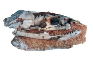 Rare Skull Of Ancient Snake With Legs Discovered In Argentina