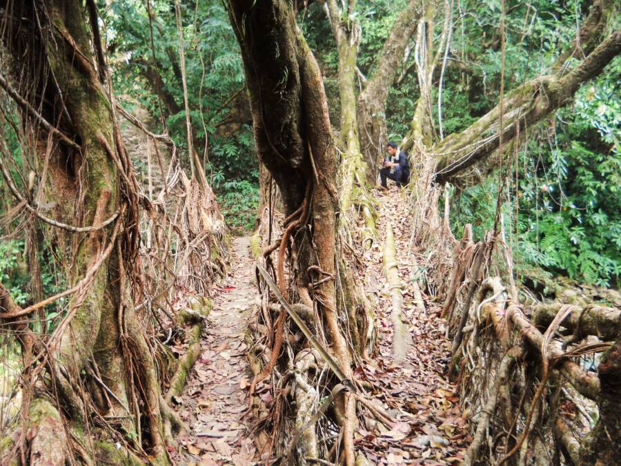 India's Living Root Bridges Could Be The Future of Green Design