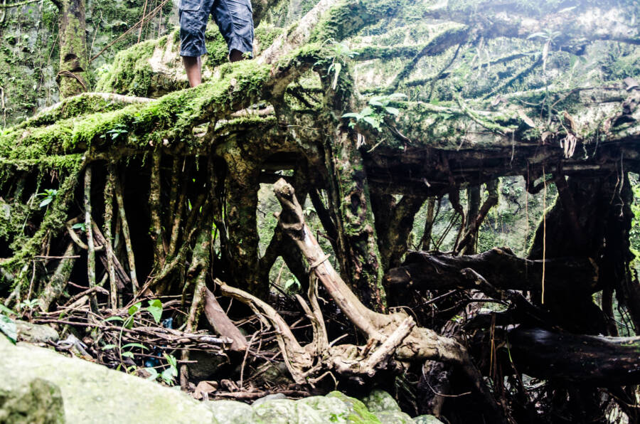 India's Living Root Bridges Could Be The Future of Green Design