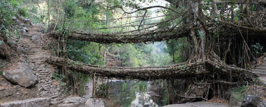 India's Living Root Bridges Could Be The Future of Green Design