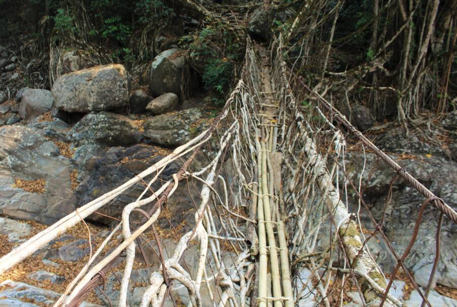 India's Living Root Bridges Could Be The Future of Green Design