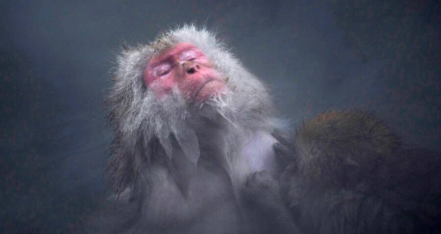 25 Pictures Of Japanese Snow Monkeys Enjoying A Hot Spring