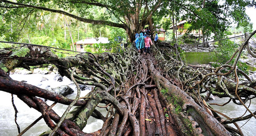 India's Living Root Bridges Could Be The Future of Green Design