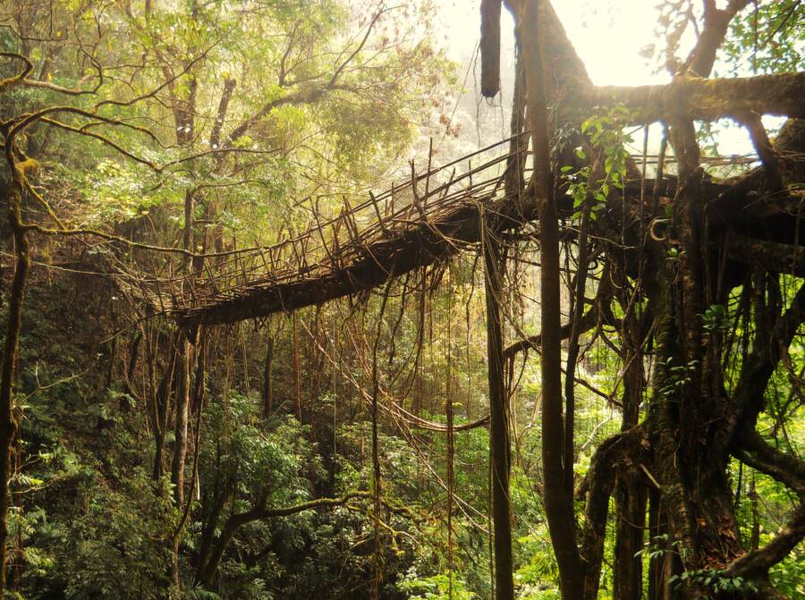 India's Living Root Bridges Could Be The Future of Green Design