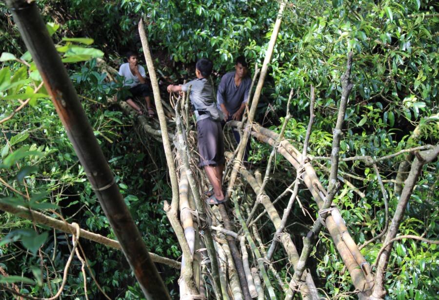 India's Living Root Bridges Could Be The Future of Green Design