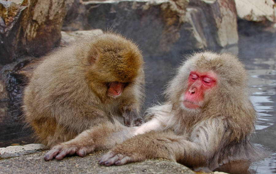 25 Pictures Of Japanese Snow Monkeys Enjoying A Hot Spring
