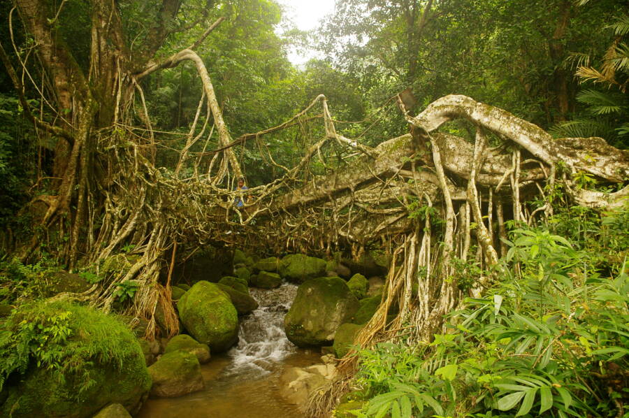 India's Living Root Bridges Could Be The Future of Green Design