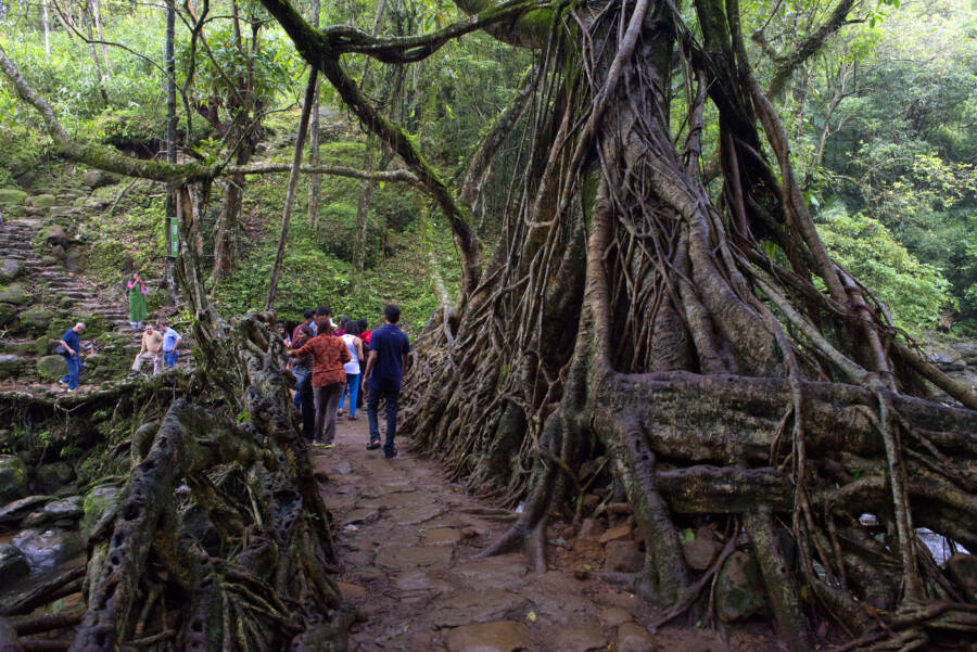 India's Living Root Bridges Could Be The Future of Green Design