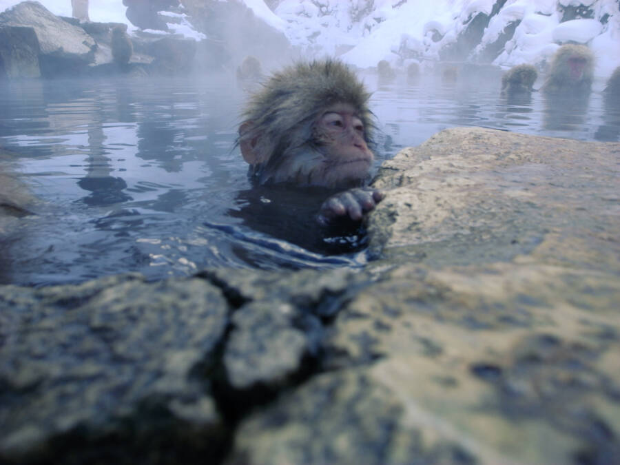 25 Pictures Of Japanese Snow Monkeys Enjoying A Hot Spring